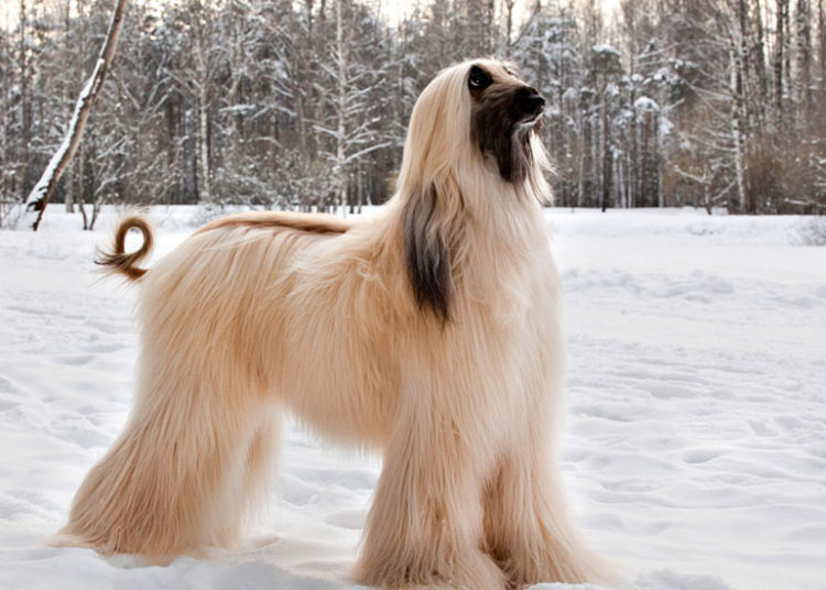 Afador (Afghan Hound e Lab Mix) | Pet Estimação