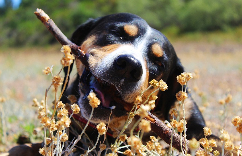 Nomes de Cachorro com a letra R | Pet Estimação
