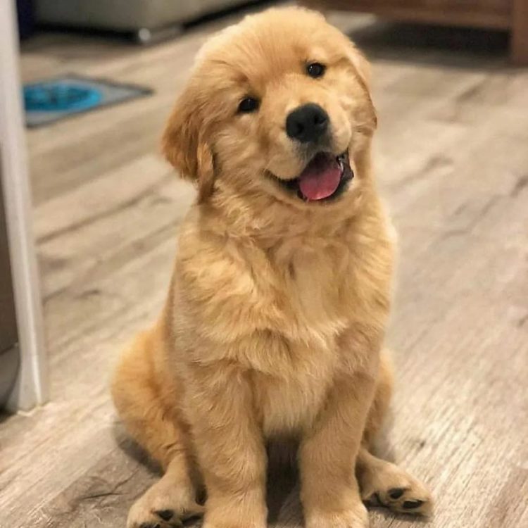 Foto de Cachorros Fofos | 100 Imagens de Cachorros Fofos