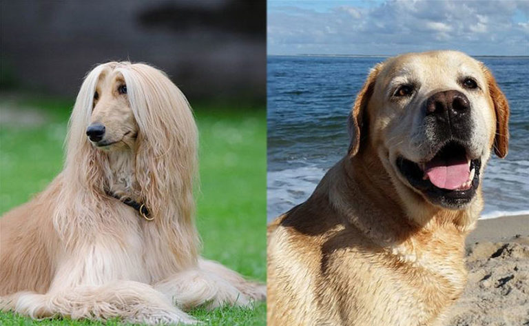 Afador (Afghan Hound e Lab Mix) | Pet Estimação