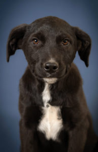 Afador (Afghan Hound e Lab Mix) | Pet Estimação