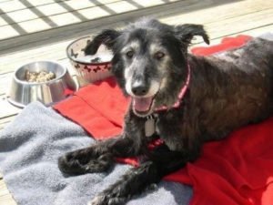 Afador (Afghan Hound e Lab Mix) | Pet Estimação