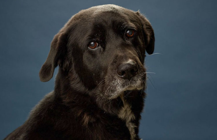 Afador (Afghan Hound e Lab Mix) | Pet Estimação