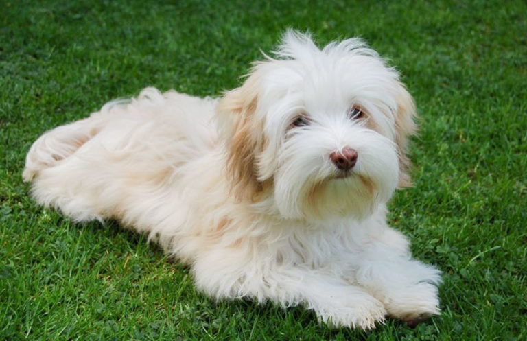 Raça de Cachorro Peludo: Conheça as Top 20 | Pet Estimação