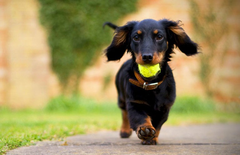 Raça de Cachorro Peludo: Conheça as Top 20 | Pet Estimação