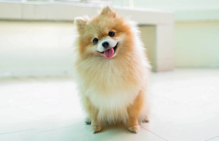 Raça de Cachorro Peludo: Conheça as Top 20 | Pet Estimação